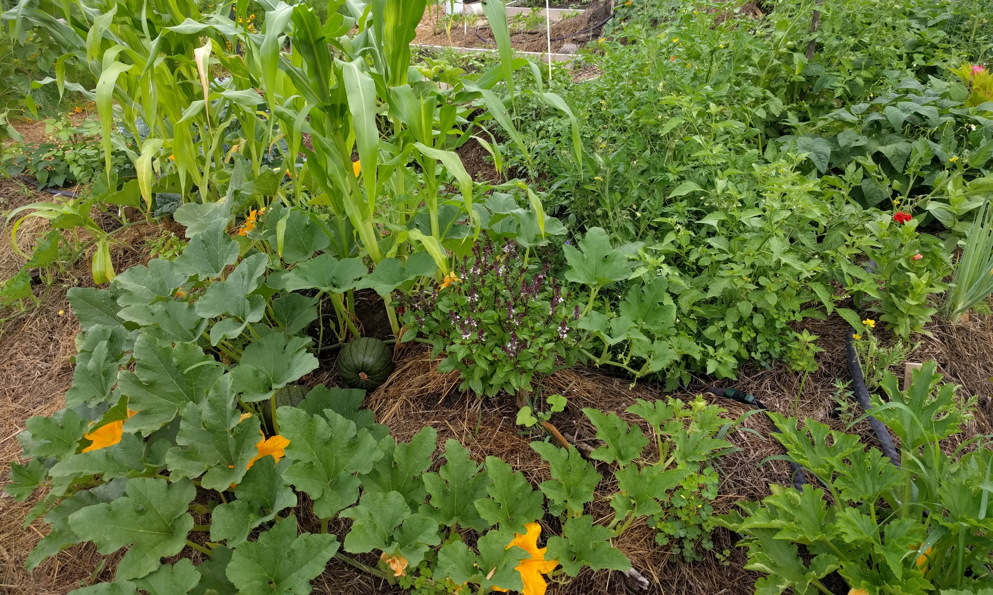 Simple DIY mini greenhouse - Hatching A Plot